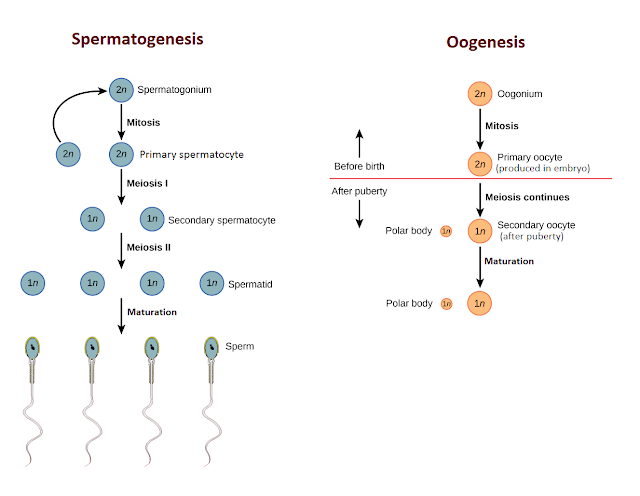 #129 Gametogenesis | Biology Notes for A level