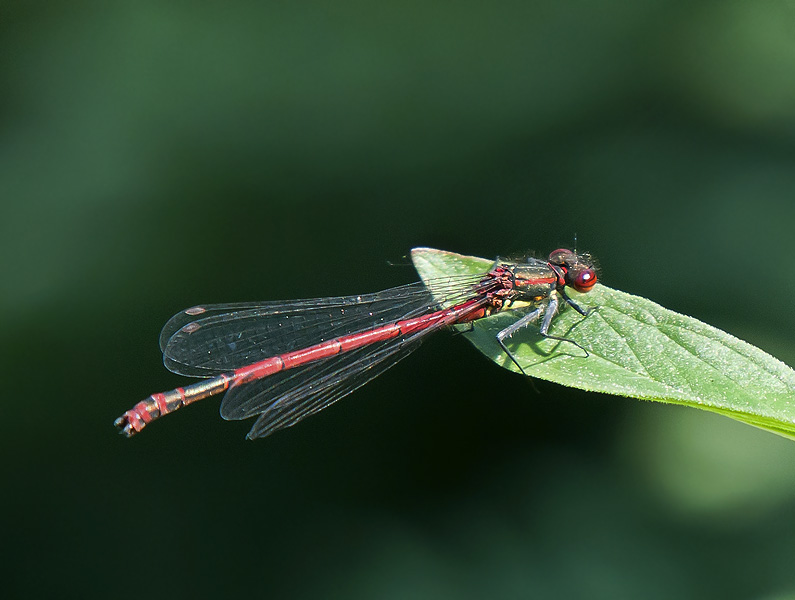 AD VAN DUREN - NATUURFOTOGRAFIE: Libellen en juffers