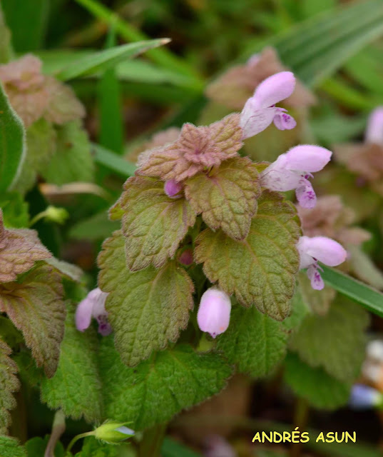 Flores silvestres de la Cordillera Cantábrica: LABIADAS - Labiatae