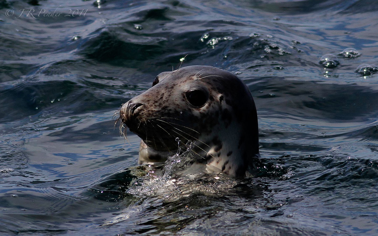 Joe Pender Wildlife Photography: Atlantic Grey Seal