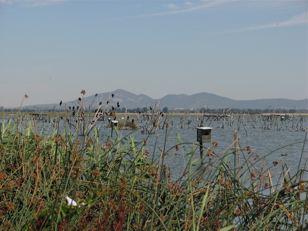 Jennifer Spry's Birding Blog: Beginnings and Western Treatment Plant