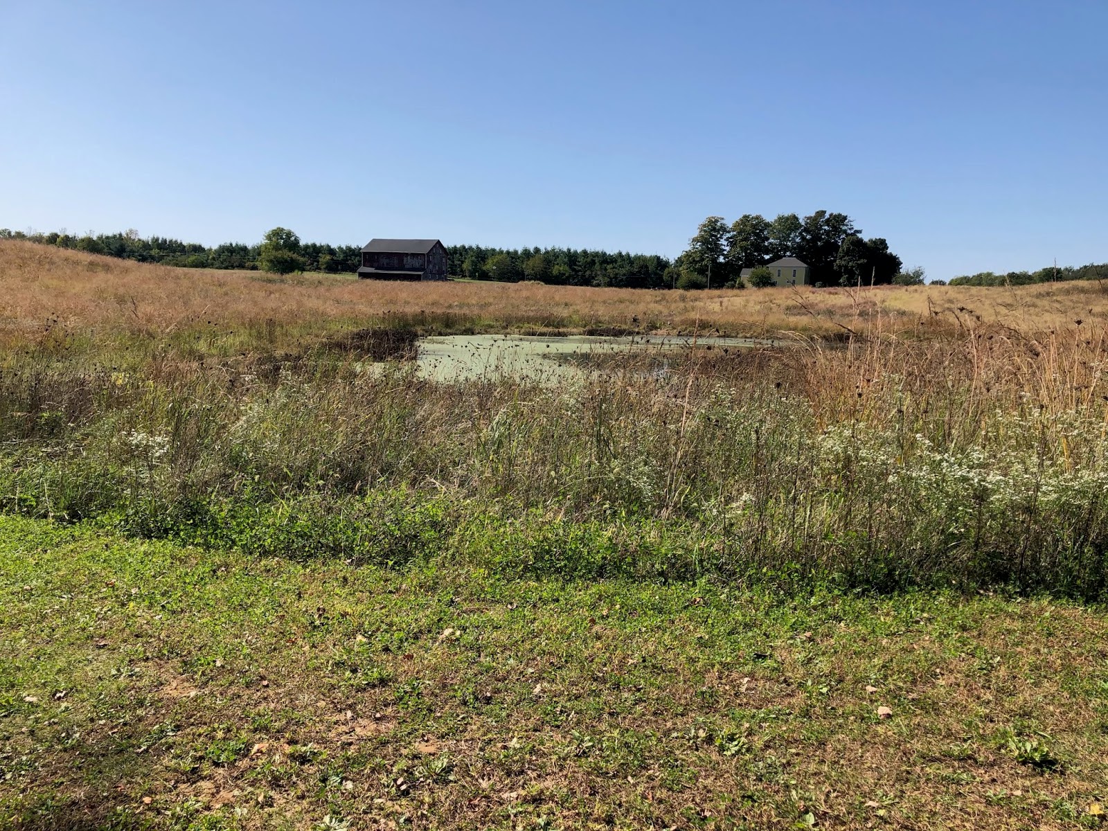 Blackberry Rambles: Gene Stratton Porter State Historic Site