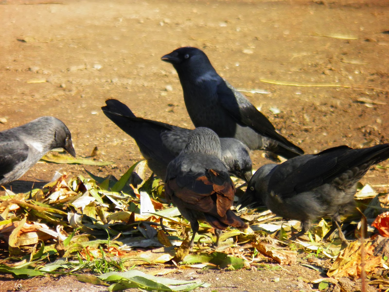 PASARI DIN ROMANIA: STANCUTA, Corvus monedula