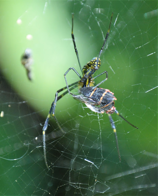 Joro Spider Update: controlling this invasive species