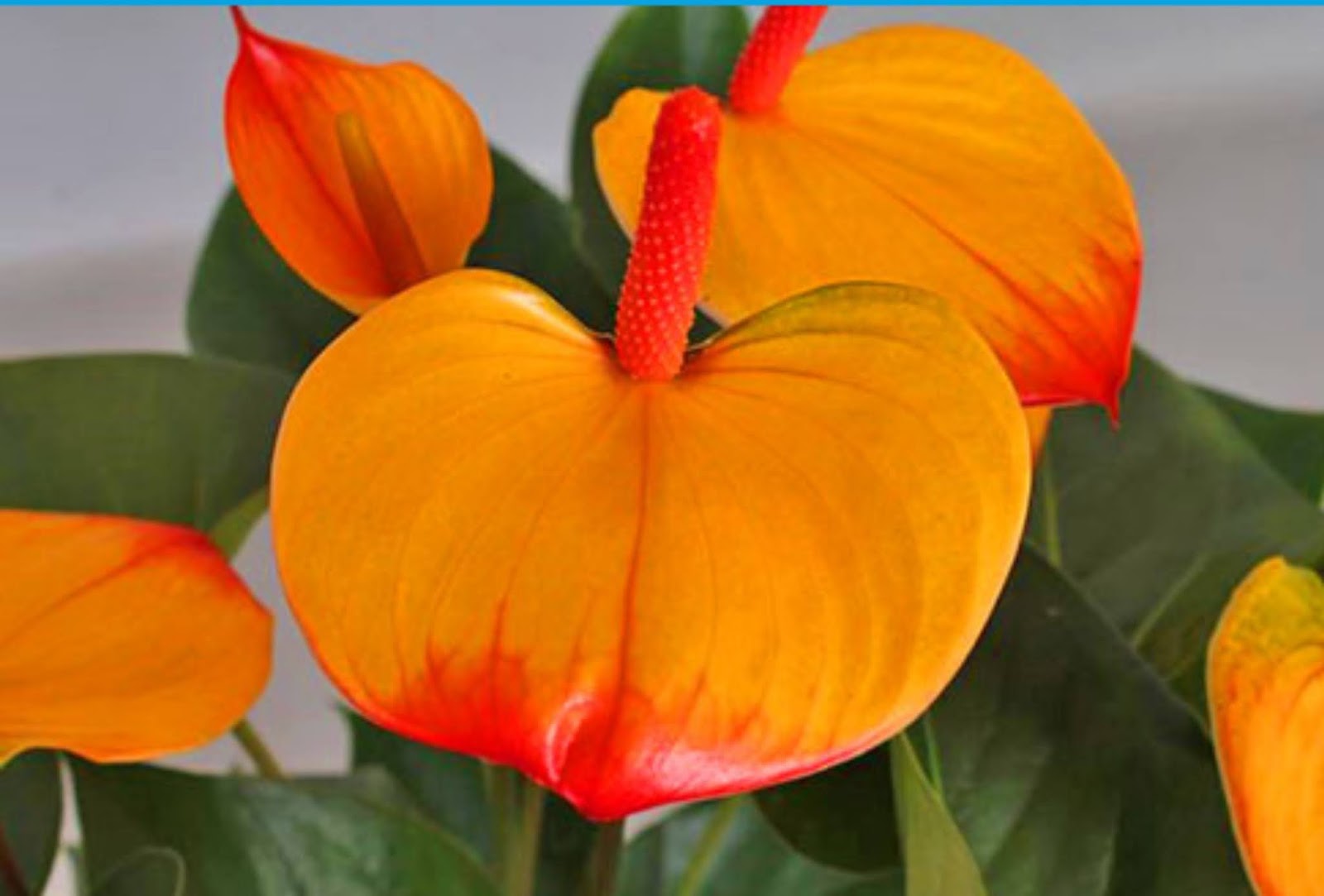 Antúrio (Anthurium andraeanum) | VEGETAÇÃO URBANA PAISAGISMO