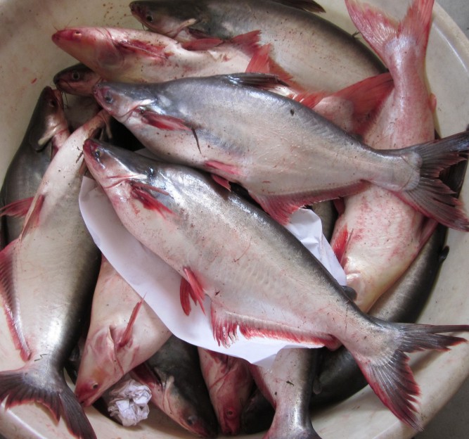 SIMPLY BUSINESS: AART: Providing Fish Farming Technology and ...