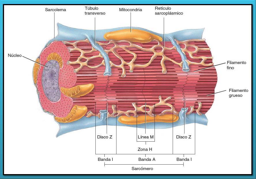 Tejido Muscular Cardíaco (TMC) ~ Biopsicosalud