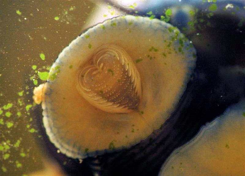 BIOFLAGRANTES*: RÁDULA