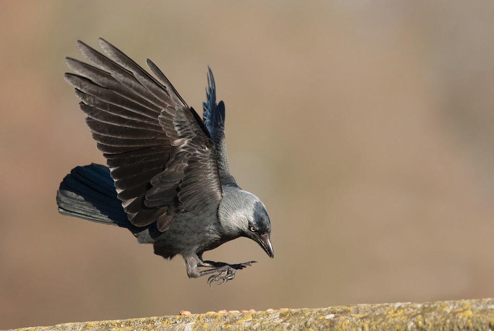 Corvus monedula: Neues aus der Dohlenkolonie