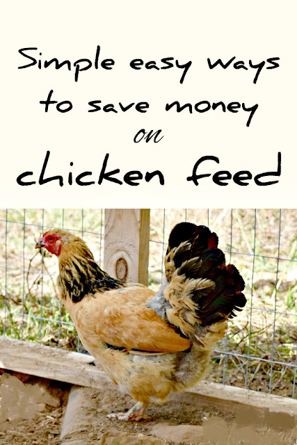 8 Easy Ways to Save Money on Chicken Feed - Oak Hill Homestead