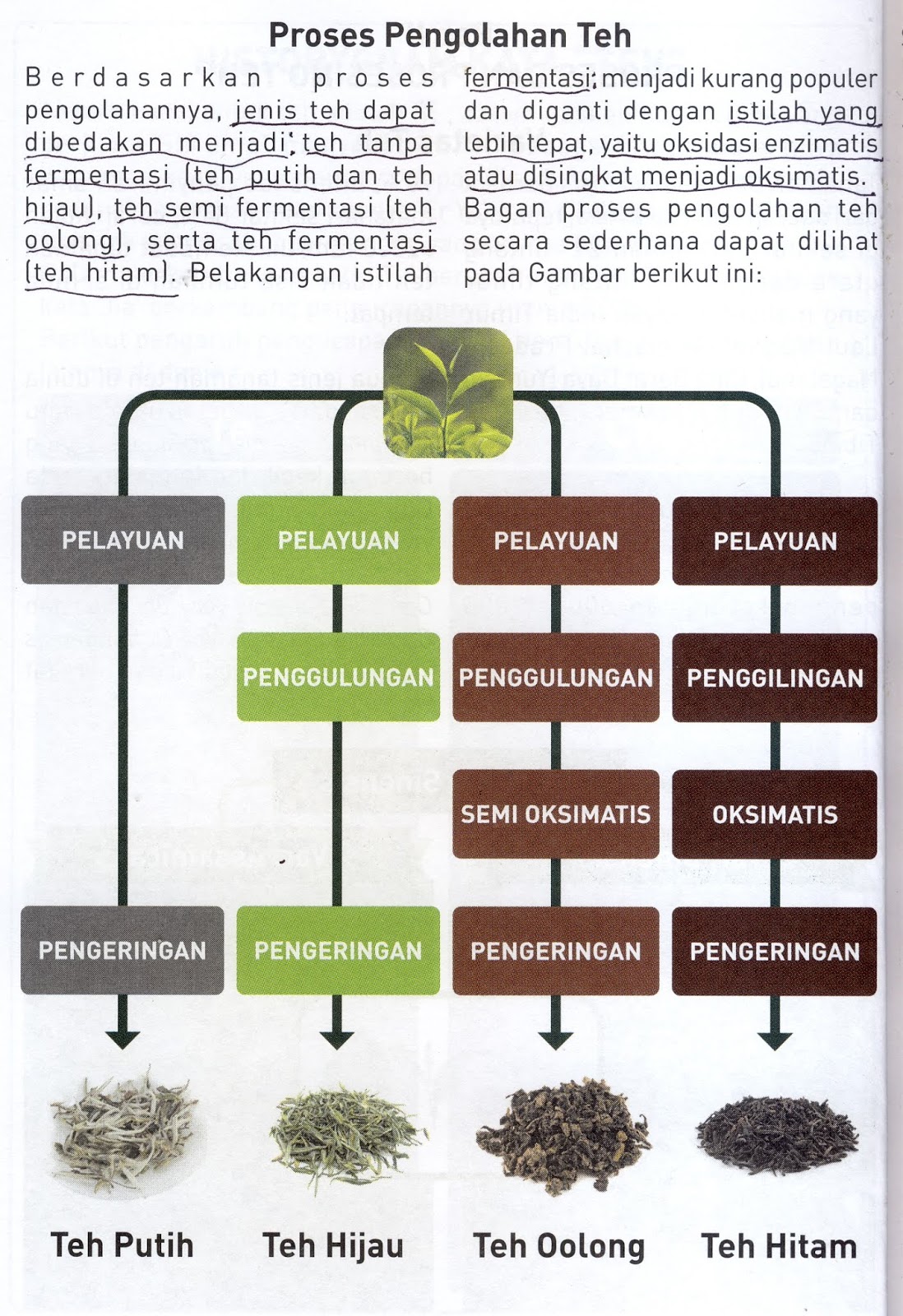 PROSES PENGOLAHAN TEH