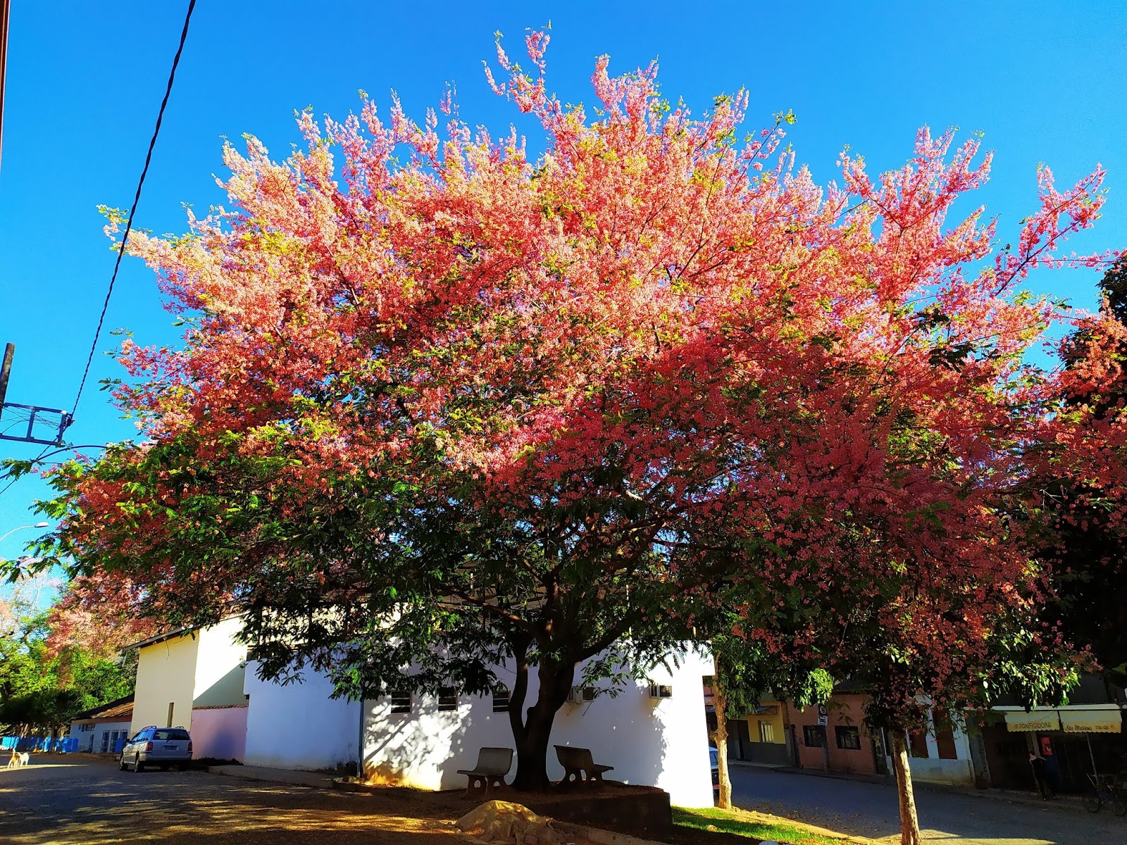 ÉoCombatente: Árvores Floridas, Cassia Rosa, chamam a atenção pela ...