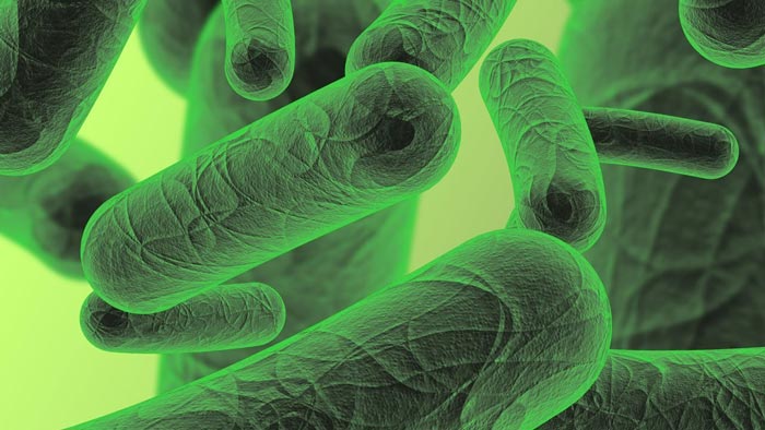 Inspirasi Spesial Gambar Monera, Contoh Hewan