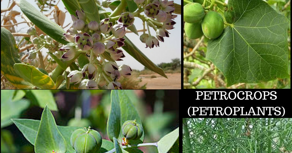 What are Petrocrops? Example of Petroplants | Plant Science 4 U