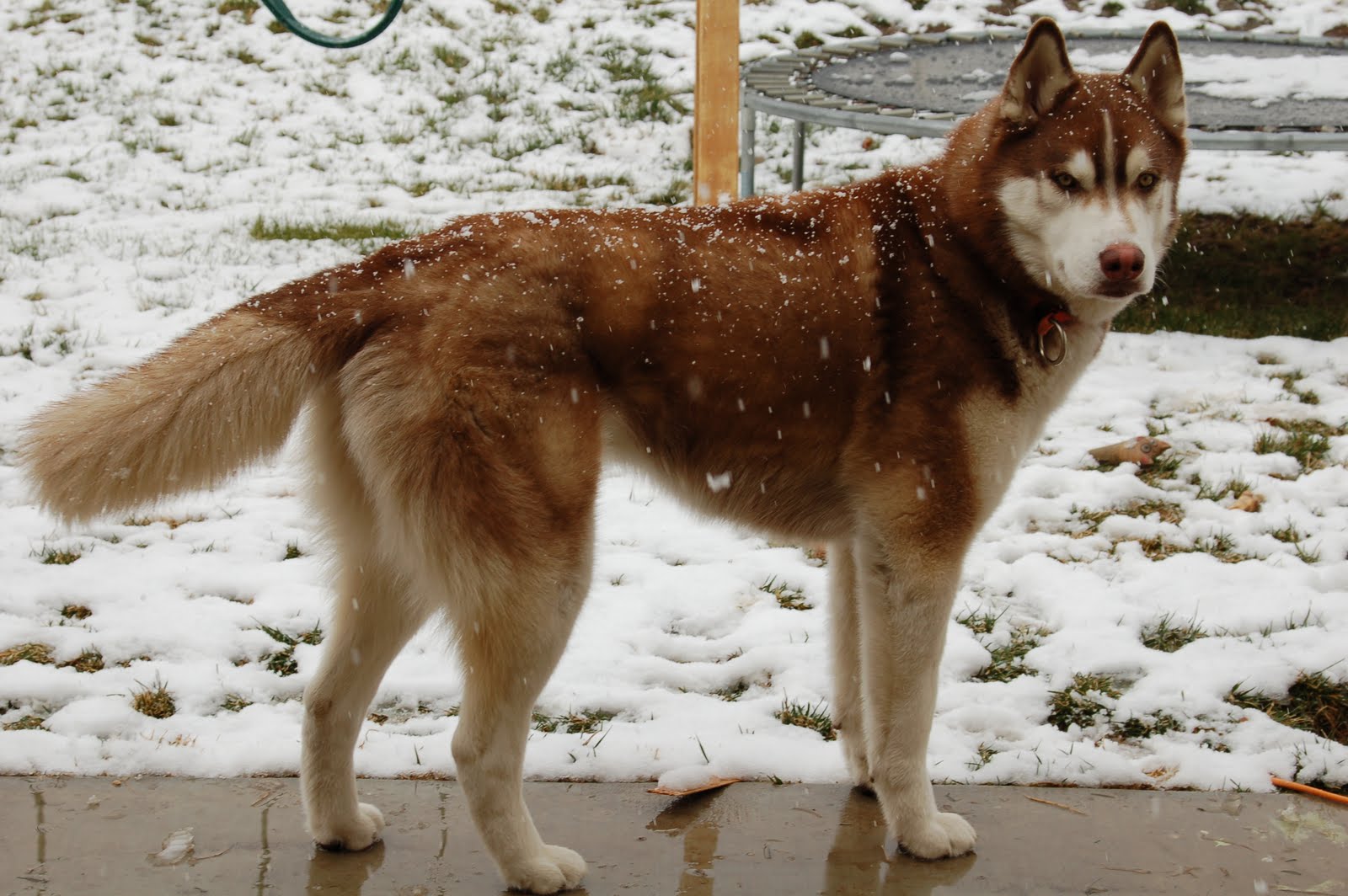 Arctis Carts: ...and more Siberian Huskies available in southern CA