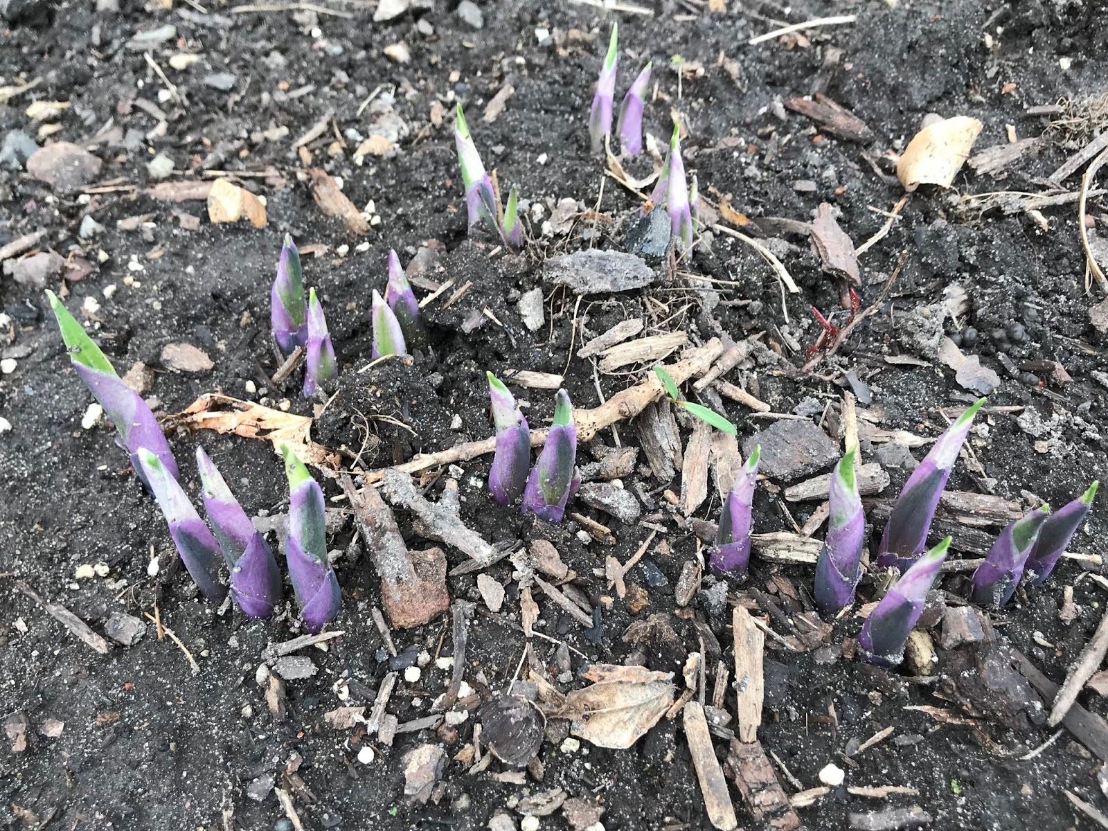 Chuck Does Art: Identifying bulbs growing in early spring by shoots