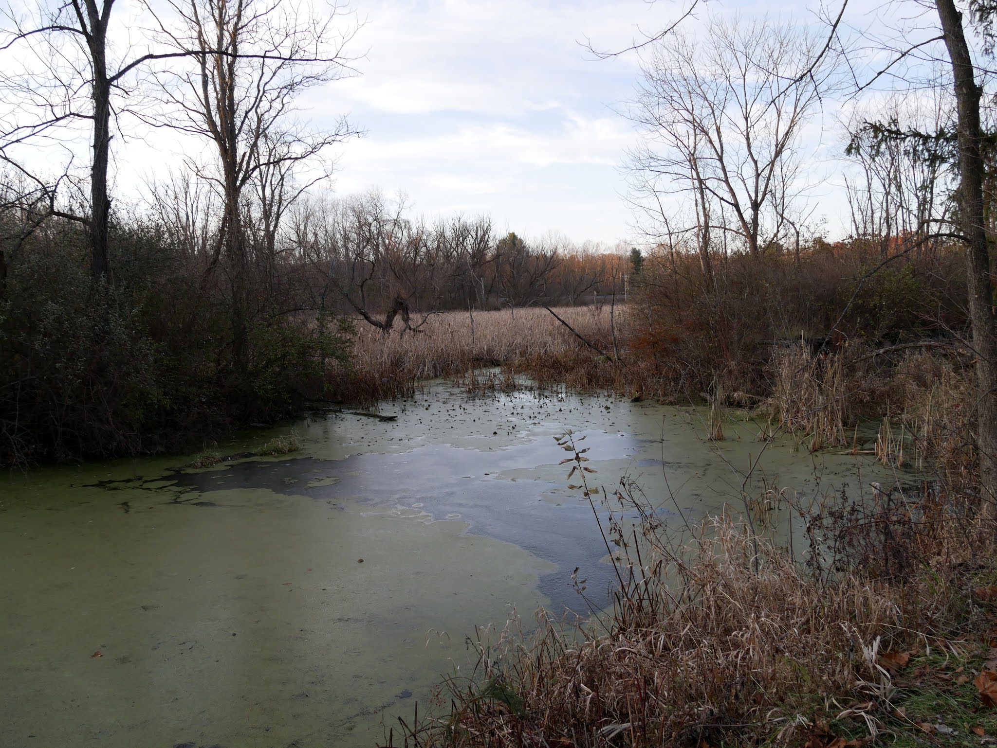American Travel Journal: Beaver Marsh - Cuyahoga Valley National Park