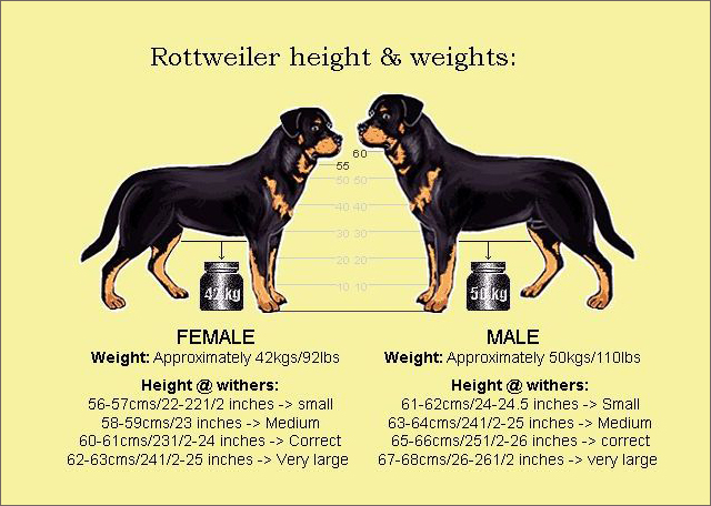 Animals & Pets: Rottweiler Health Concerns