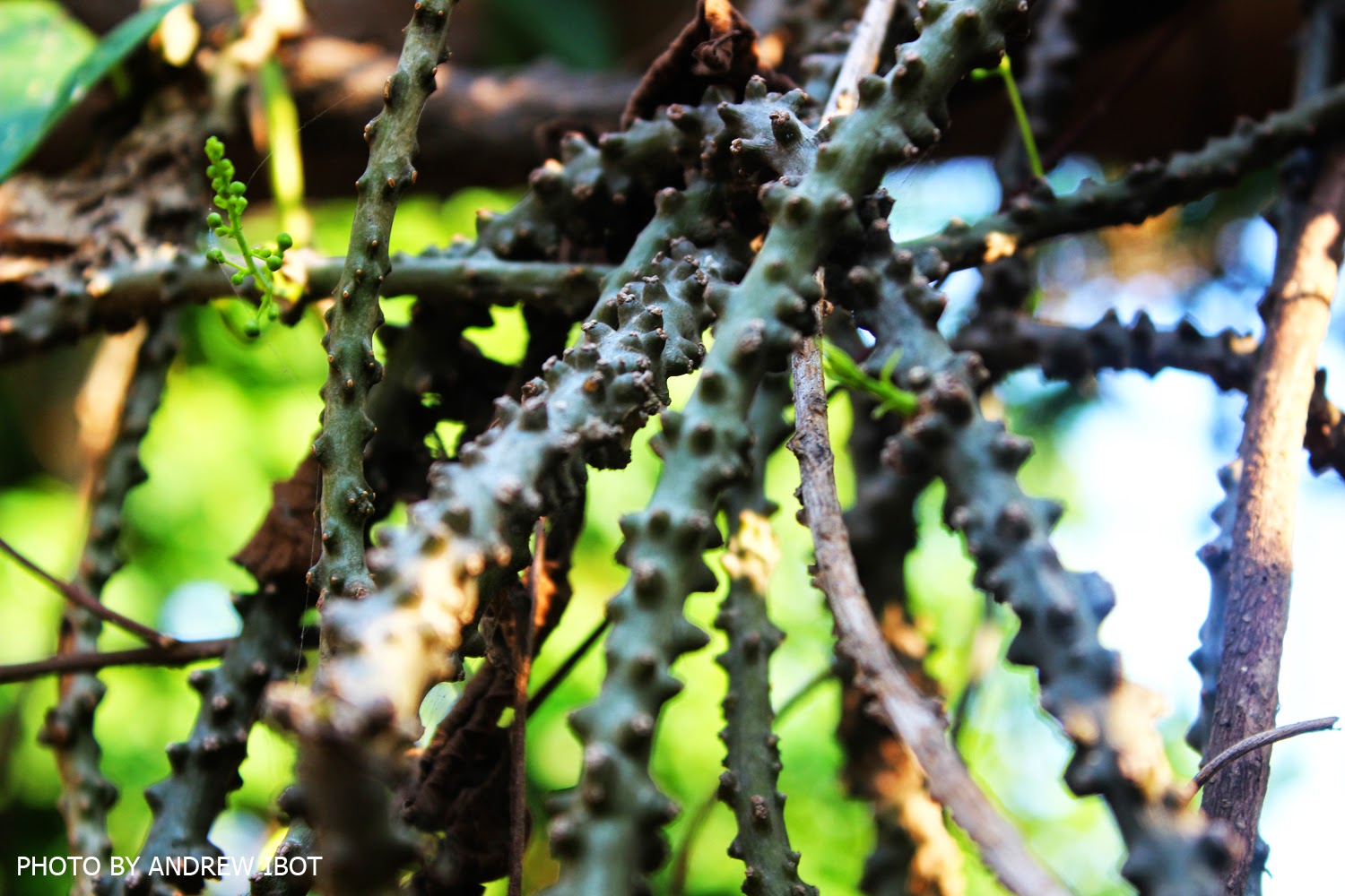 Ako si ANDREW IBOT!: Makabuhay (Tinospora rumphii Boerl)