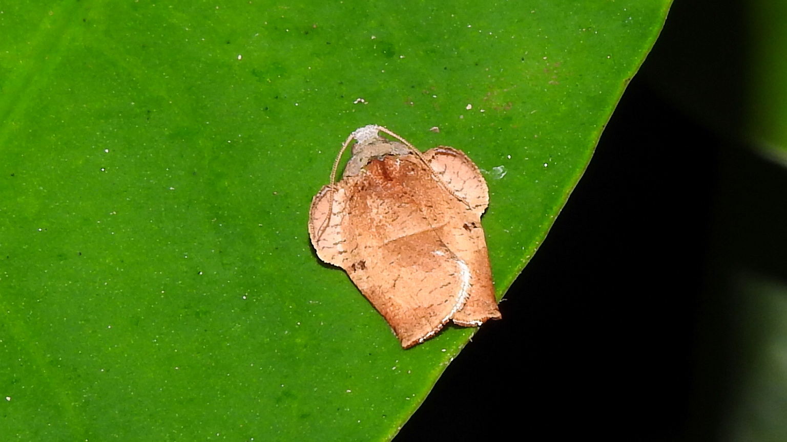 台灣-鳥類與昆蟲-自然觀察記錄: 茶長捲蛾 Homona magnanima /捲葉蛾科 Tortricidae