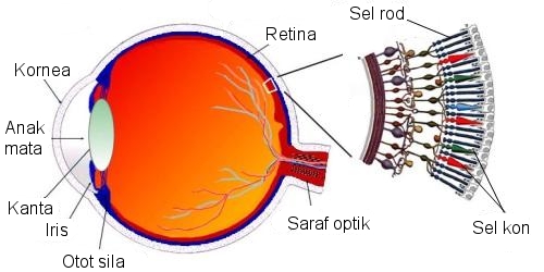 My Share Learning Content: 7.6 Aplikasi Penolakan Cahaya Berwarna dalam ...