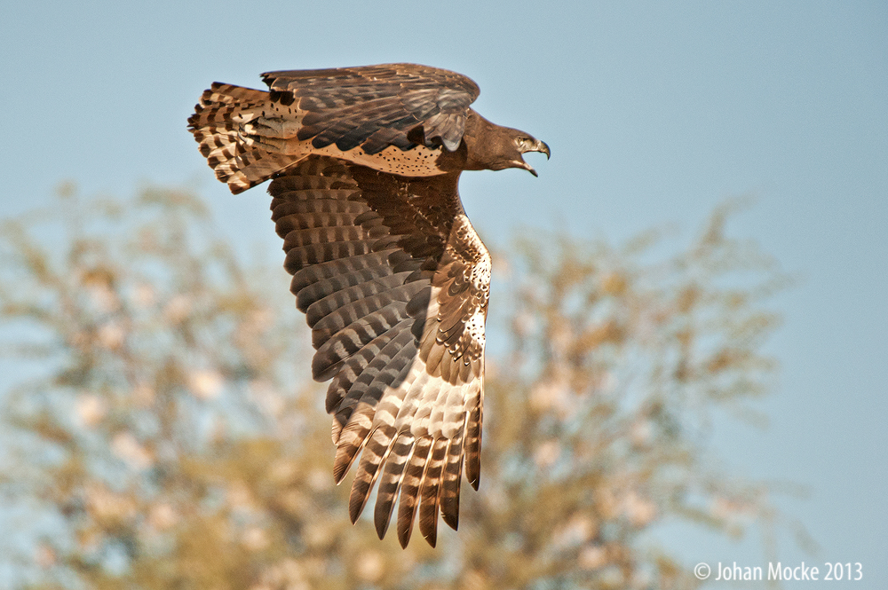Johan Mocke Photography: Kgalagadi (2) Birds