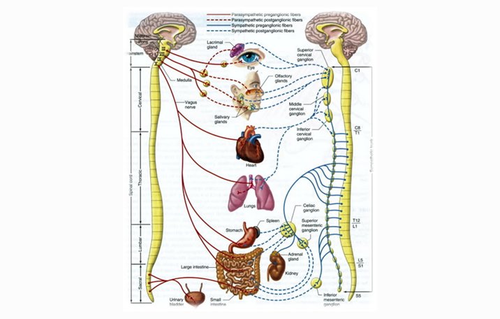 Pengertian dan Fungsi 31 Saraf Spinal - cekrisna