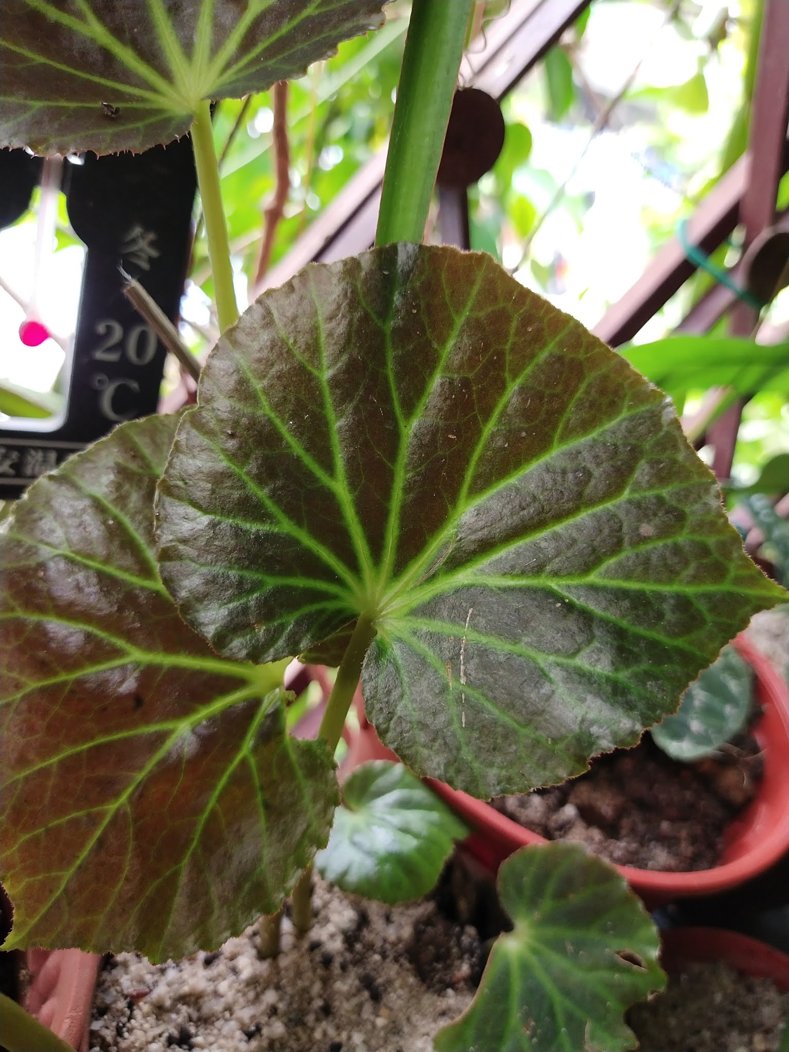 Garden Chronicles : Begonia - U514