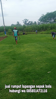 Rumput lapangan sepak bola rumput bermuda swiss standar FIFA cocok ...