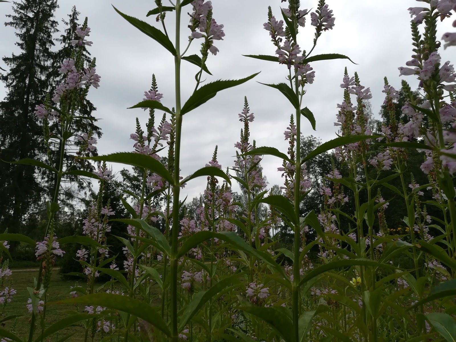 Rohtaias.: Ei ole herilasi.