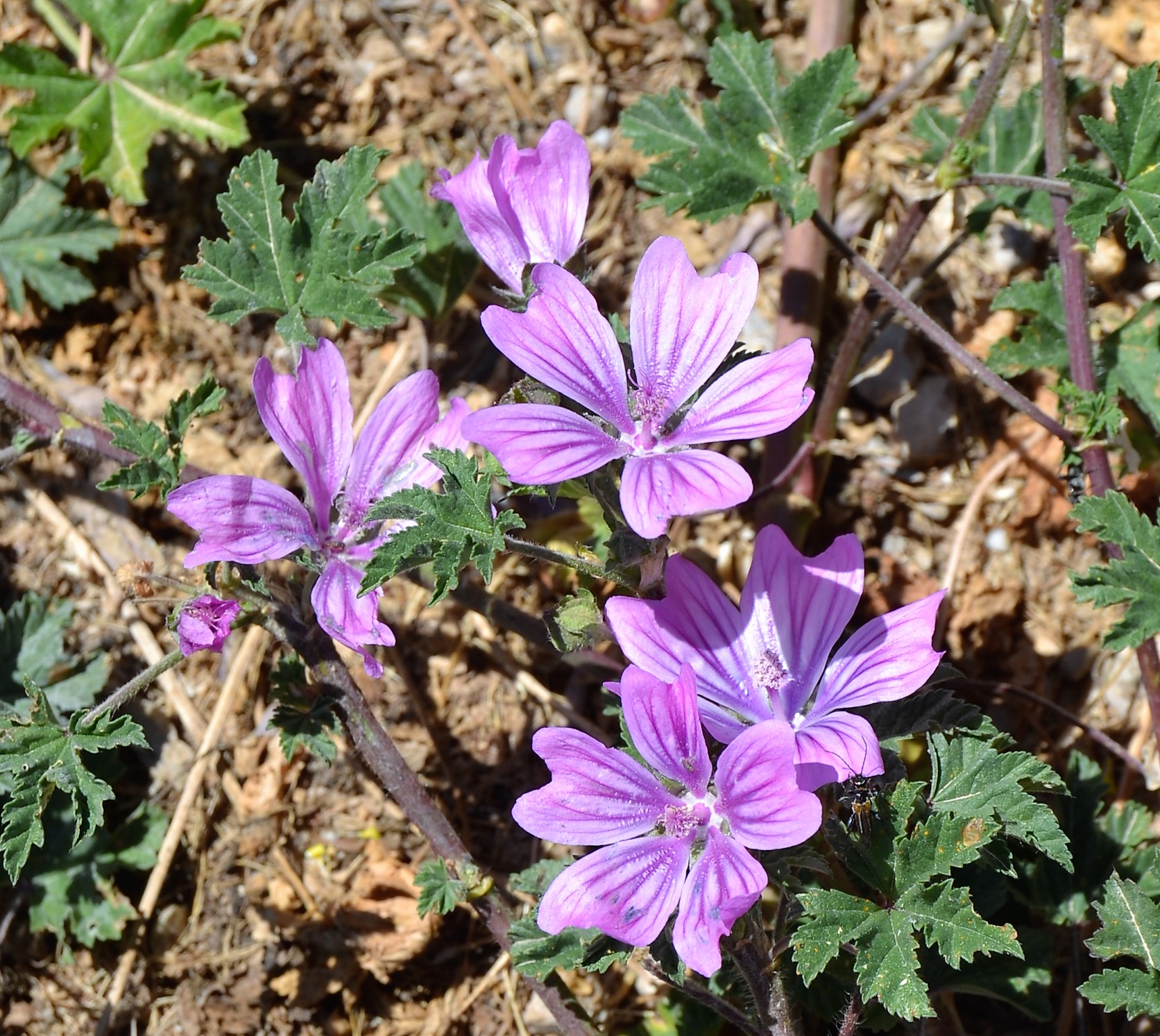 Flora da Serra da Arrábida: Malva (Malva sylvestris)
