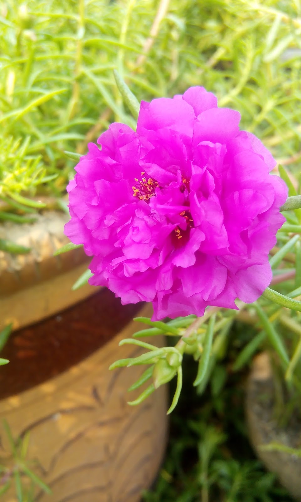 Belajar-Bertanam-tanaman: Bunga 10 pagi