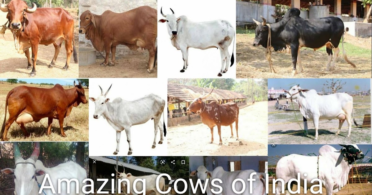 18 Incredible Cow Breeds Of India