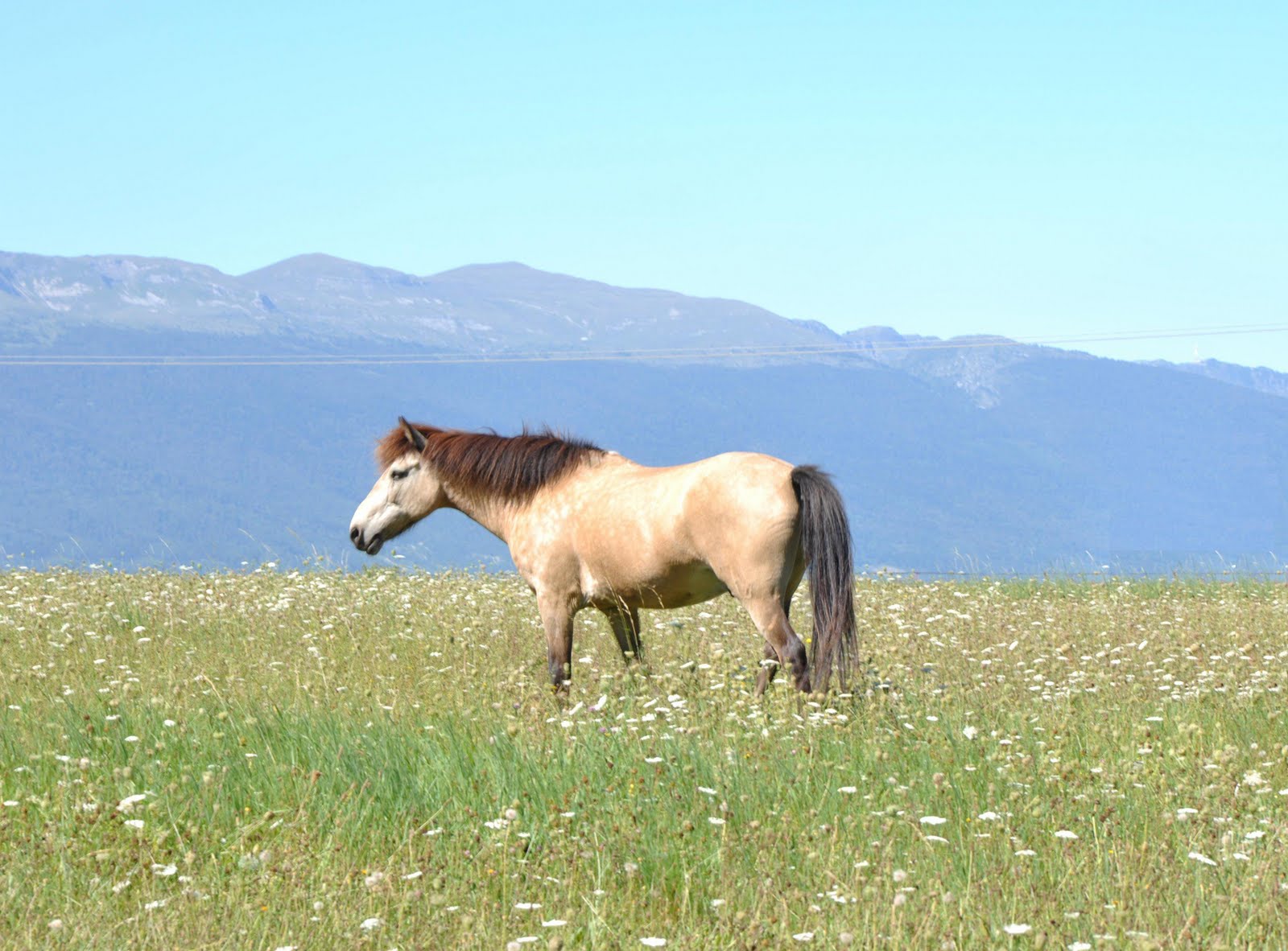 LE MAXIMUM: Beau cheval dans un champ - photo et fond d'écran