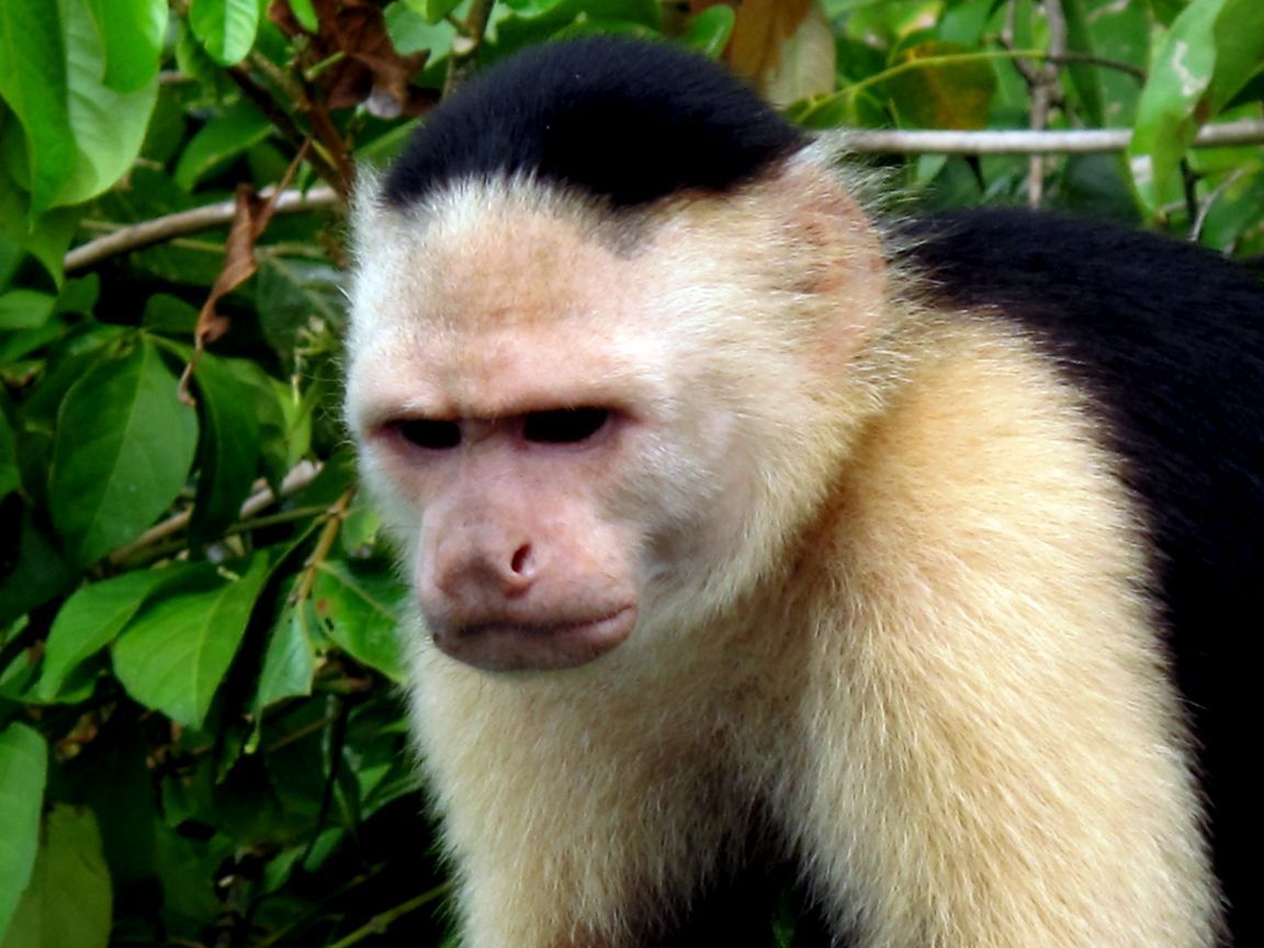 World Boat: Sometimes anger...