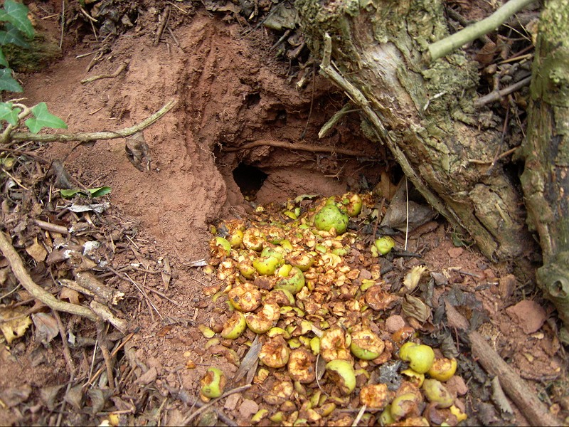 Shenstone Birder: Tuesday 29th November 2011 - Shenstone