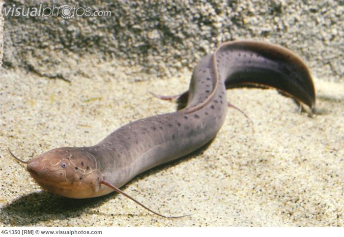 Protopterus annectens - African lungfishes | Fishes Wiki Gallery
