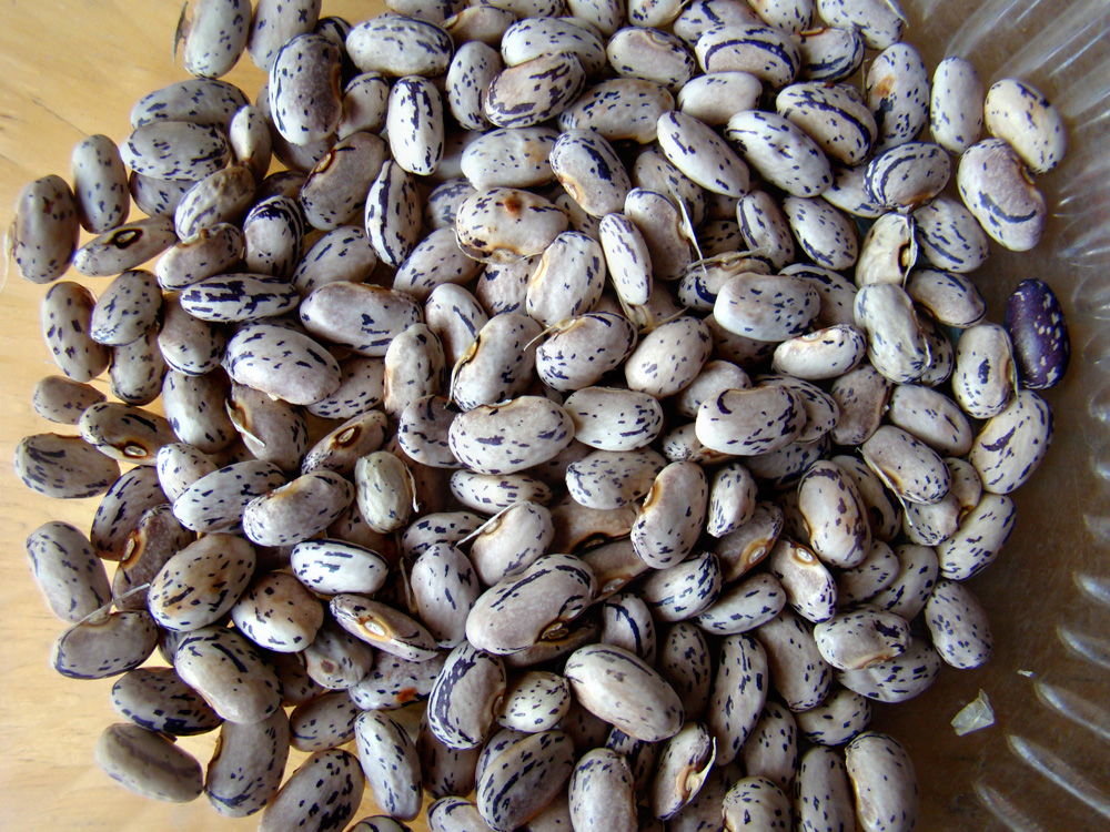 Rurification | Robin Edmundson: Bean Seeds