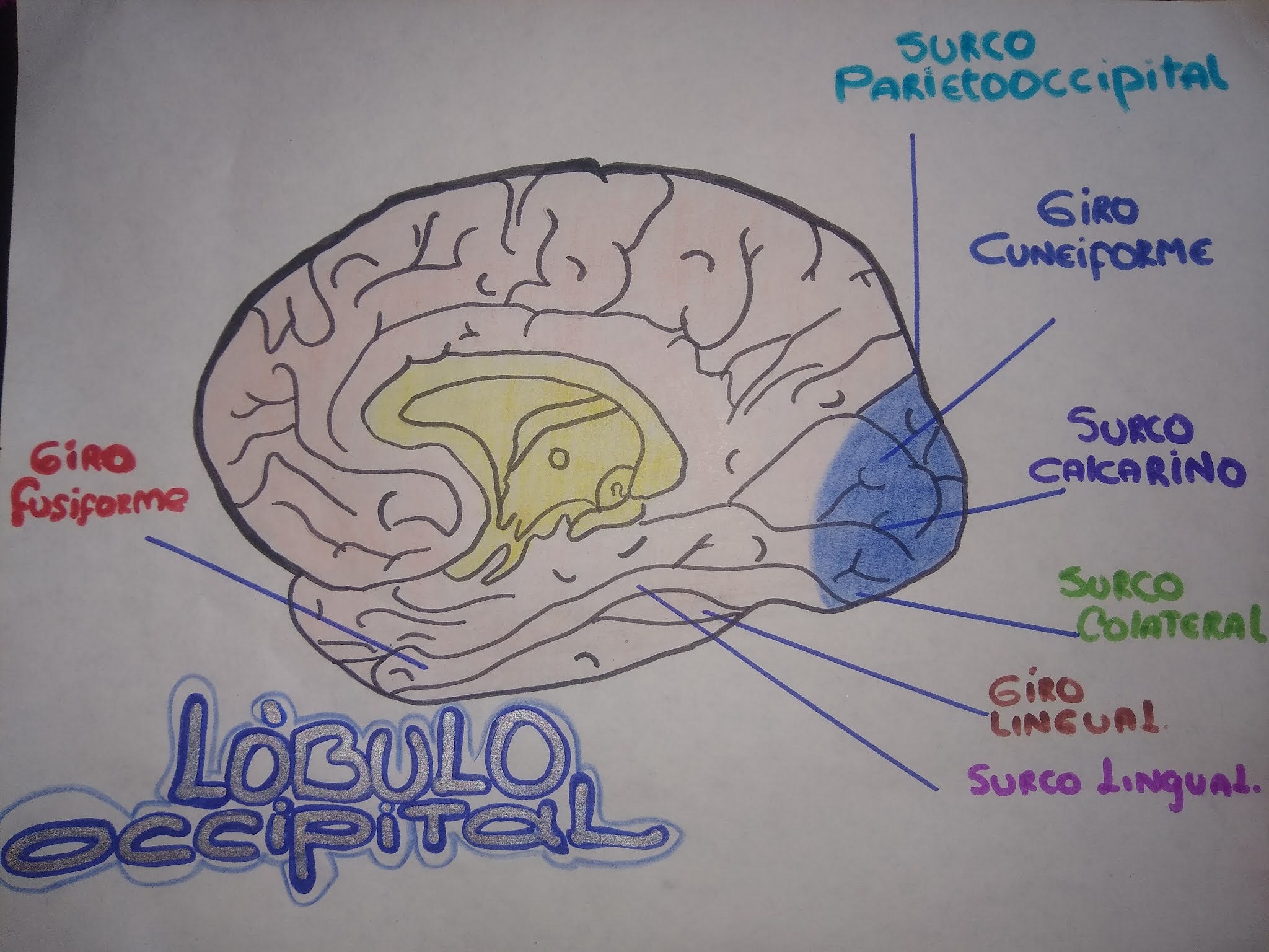 Tarea 2 - Corteza Cerebral y complejidad humana