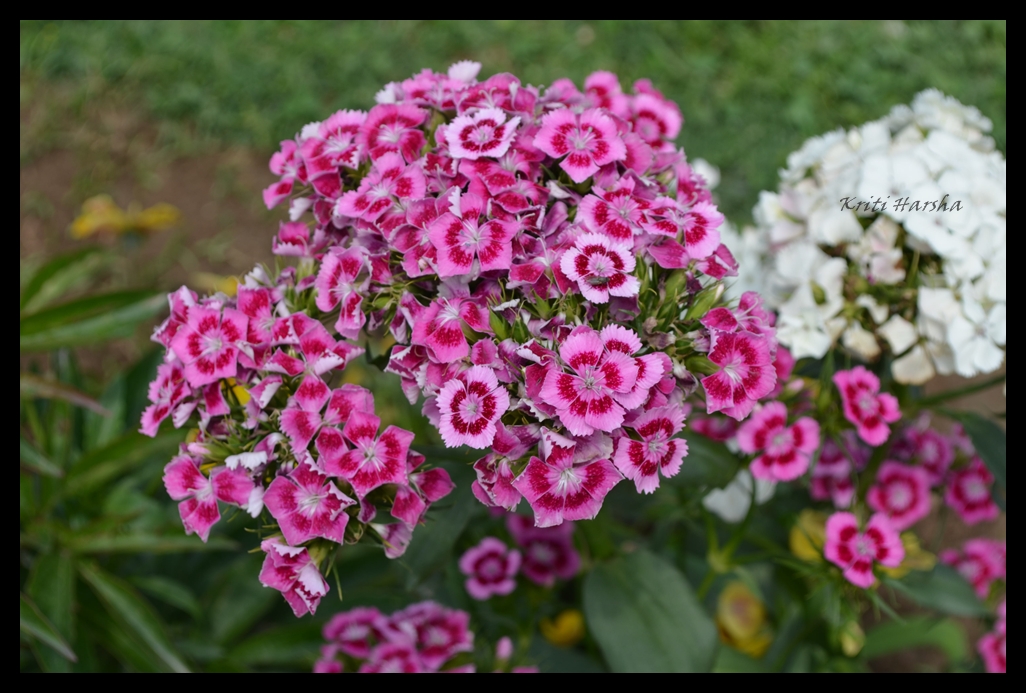 My Third Eye: Jammu And Kashmir:Sri Nagar-Flowers.