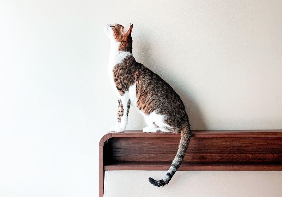 Kucing Arabian Mau (Arab Saudi) | meotuna