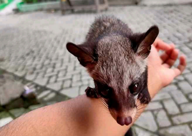 10 Kebiasaan Musang yang Wajib Diketahui Sebelum Mulai Memelihara ...