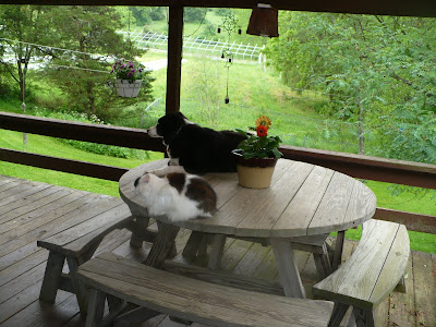 Dancing Hen Farm CSA