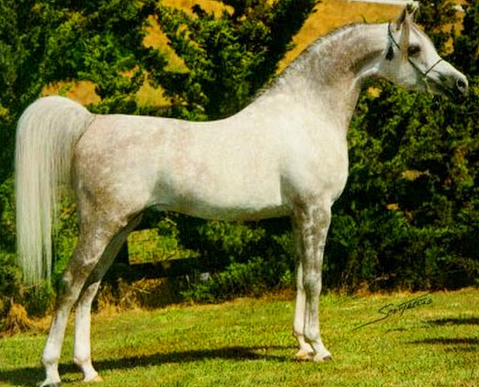 caballos: RAZAS: EL PURA RAZA ARABE