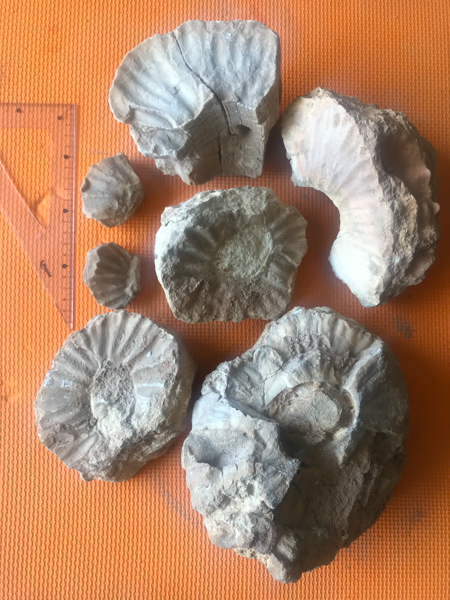 Birds of Saudi Arabia: Rudist fossil Durania cornupastoris - Thumamah