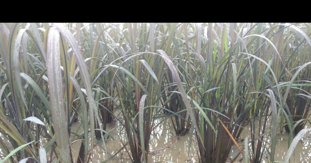 agricolleague: BLACK RICE CULTIVATION : HOW, WHERE, WHEN