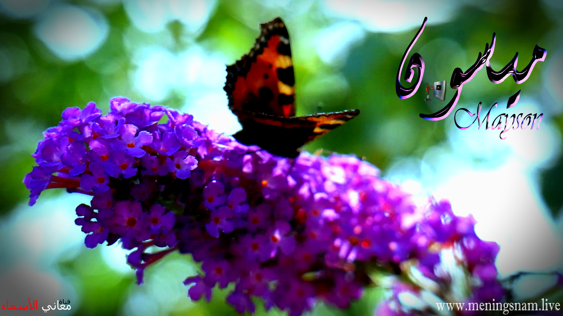 معنى اسم ميسون وصفات حاملة هذا الاسم Maysson - معاني الأسماء ومعاني ...