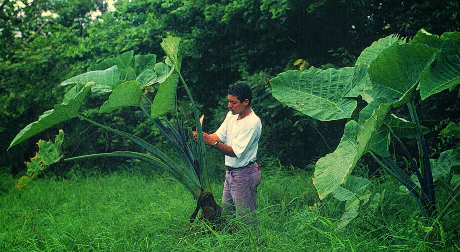 INTERCAMBIO DE SEMILLAS: SEMILLAS QUE TENGO O PUEDO CONSEGUIR, PARA ...
