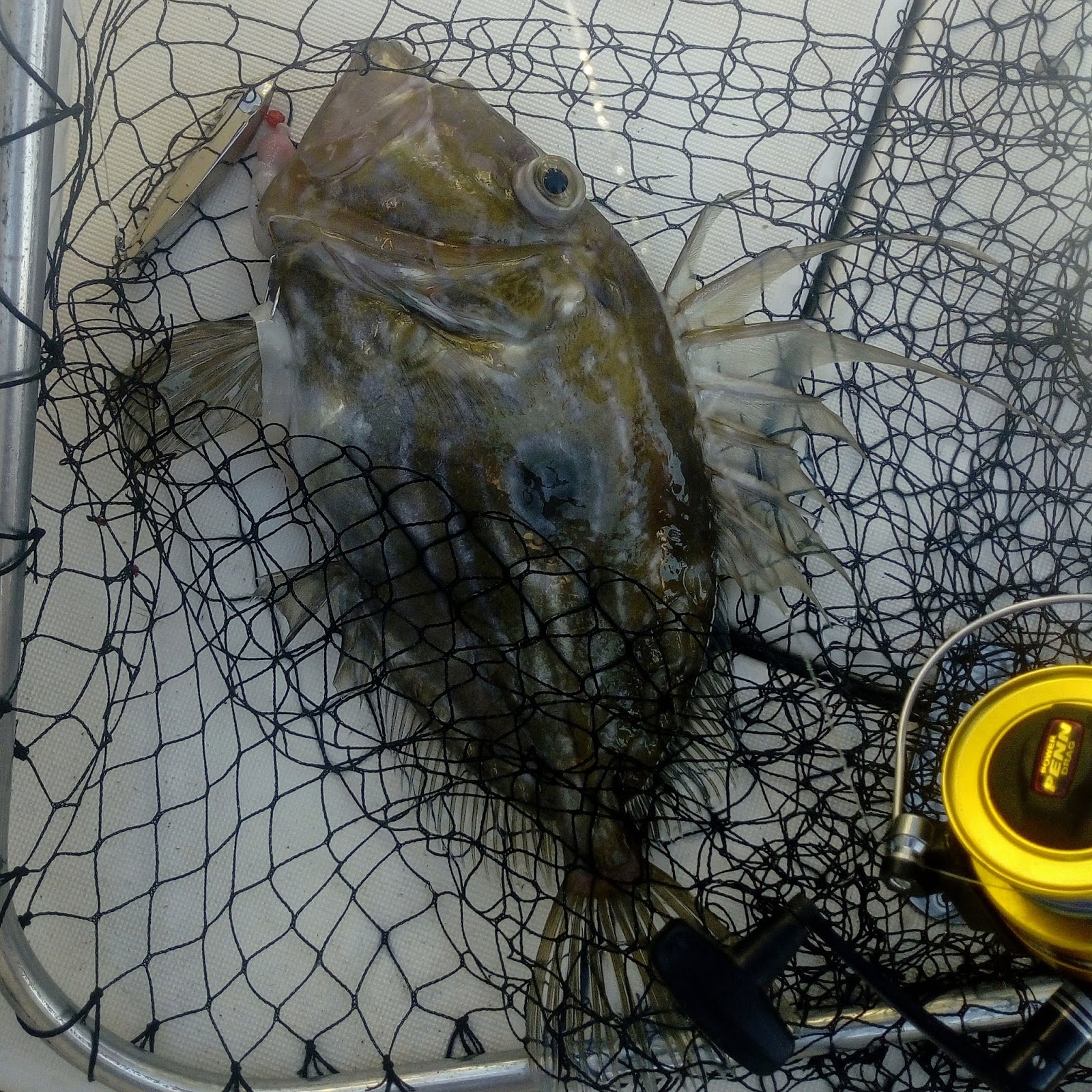 Lures Way: Krunaš (Dentex gibbosus)