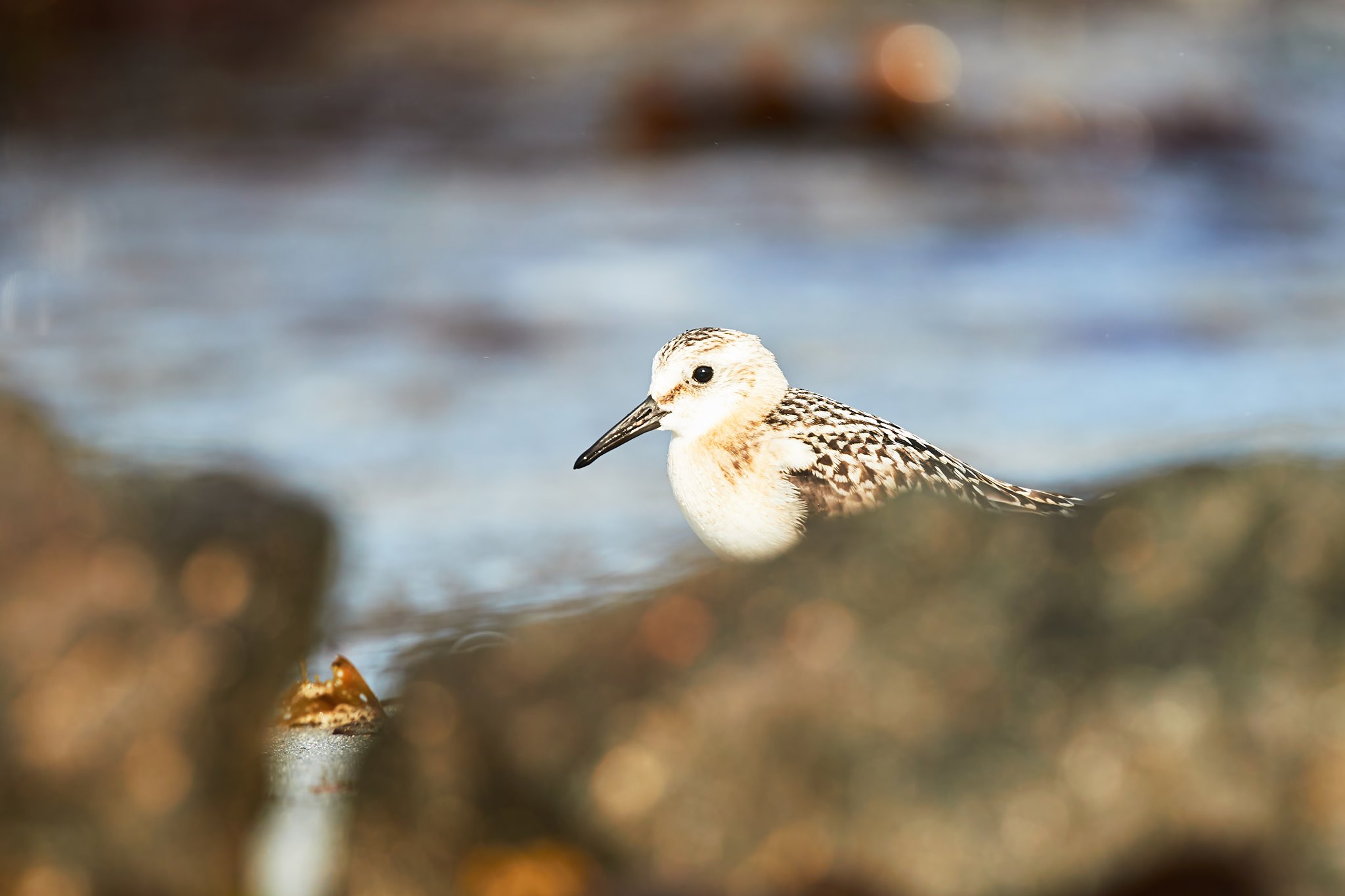 Birdwatching In Miri, Sarawak